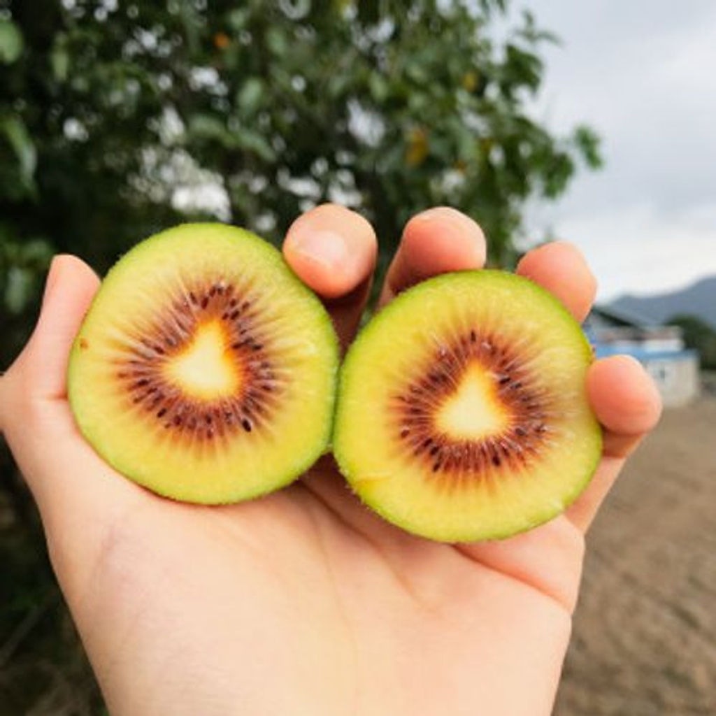 GAP 골드/그린 키위 3kg - 못생겨도 맛있다 어글리어스